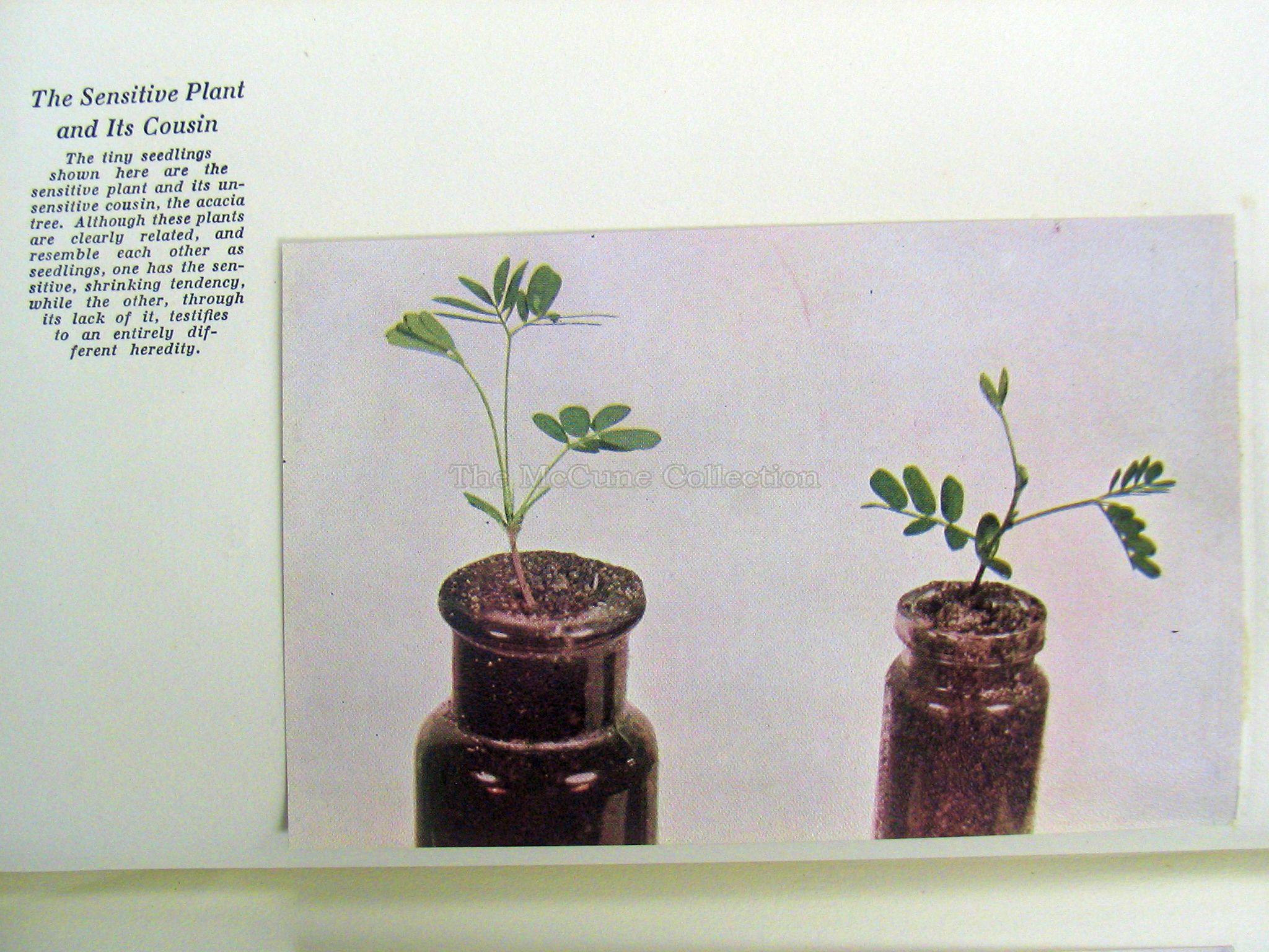 Luther Burbank. His Methods and Discoveries. Vol. I. • The McCune ...